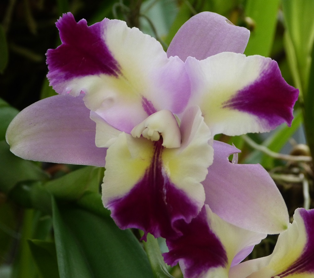 o kytkách :: AP orchideje